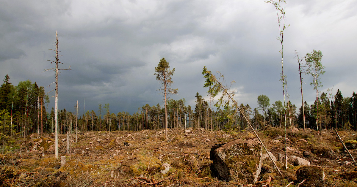 Kontinuitet framom kalhygge - Natur och miljö